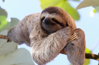 Why are Sloths Important to The Ecosystem?