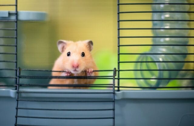 Fun Facts about Hamsters You Should Know - Nature Preserve Hub
