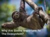 Why are Sloths Important to The Ecosystem?