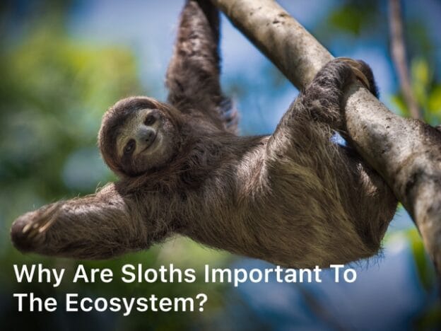 Why are Sloths Important to The Ecosystem?