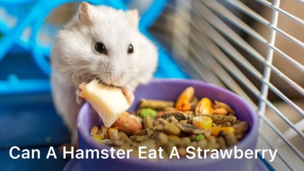 Can a Hamster Eat a Strawberry? - Nature Preserve HUB